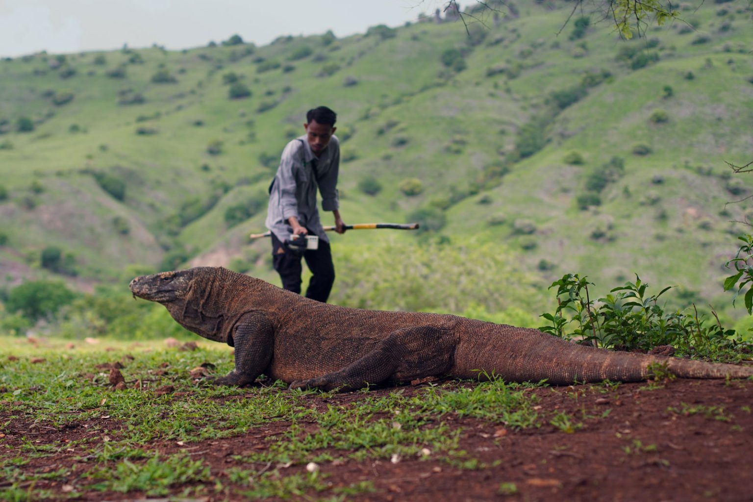 Komodo Dragon Facts & Tourists Should Know - Komodo Boat